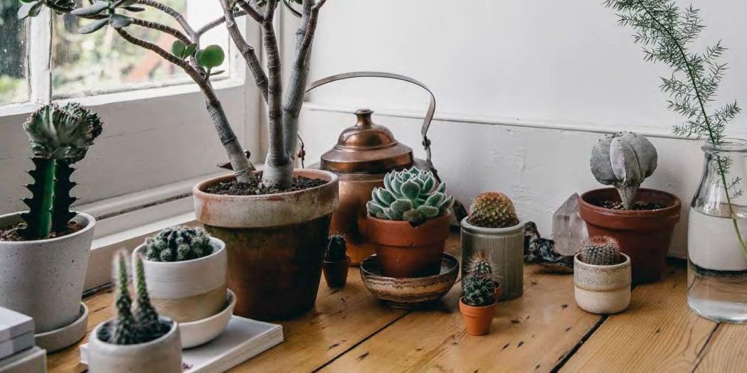 Top Cacti for Your Office Desk - Workplace Decorations - Imagup