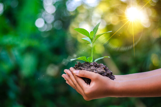 5 Ways to Show you Care about the Environment - Imagup