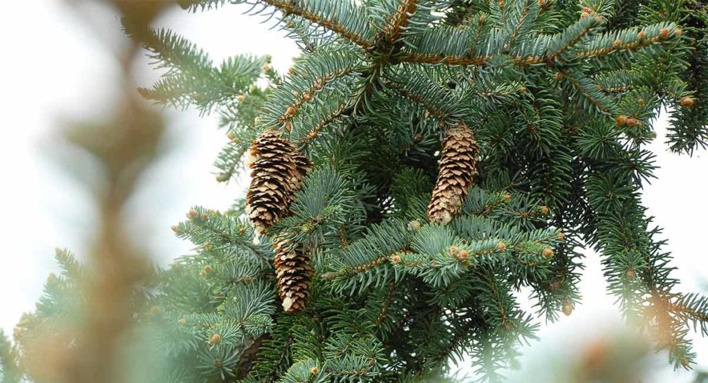Can You Trim White Pine Trees? - Imagup