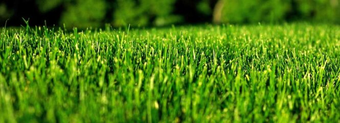 Things You Should Know About Revegetation - Imagup