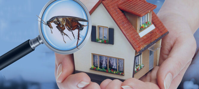Common Pests in Colorado and How to Get Rid of Them - Imagup