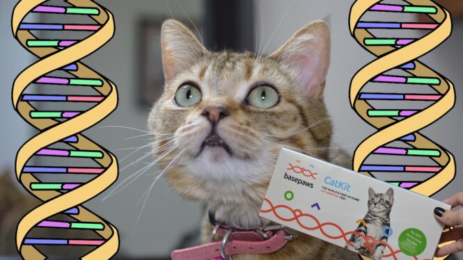 5 Reasons to Get Your Cat DNA Tested - Imagup