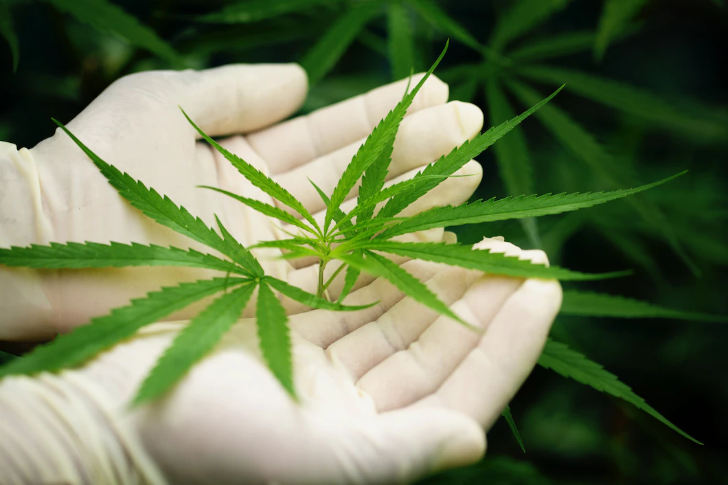8 Steps to Build a Successful Cannabis Business - Imagup
