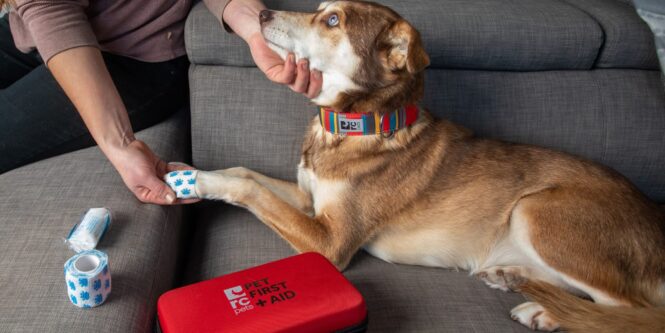 Pet First Aid 101: Essential Tips to Save Your Beloved Companion's Life ...