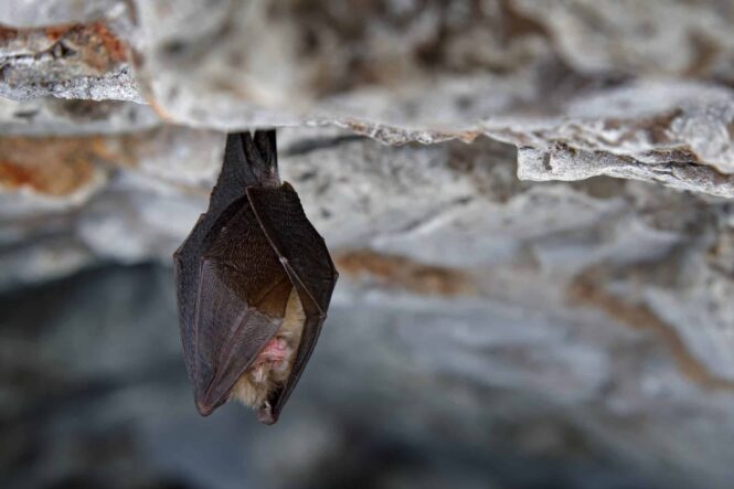 Defensive Measures: 9 Ways to Keep Your Home Safe from Bats - Imagup