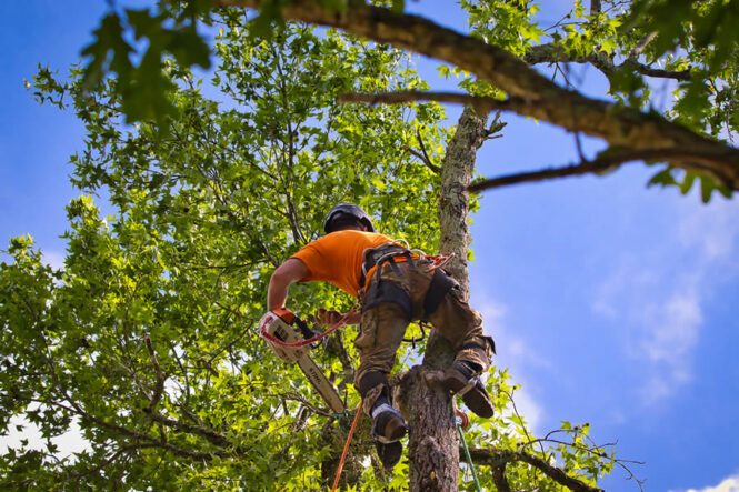 The Importance of Regular Tree Trimming for Property Maintenance - Imagup