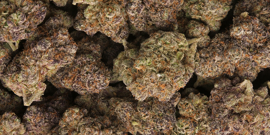 Grow Lemon Cherry Gelato Seeds Today! - Imagup