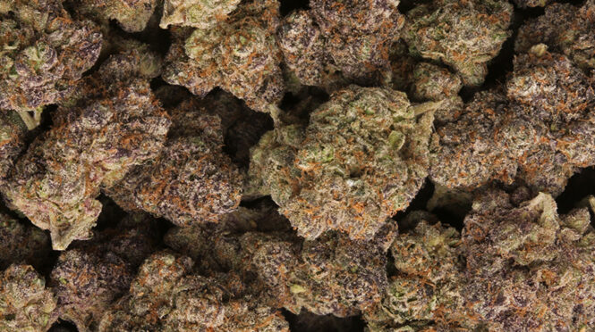 Grow Lemon Cherry Gelato Seeds Today! - Imagup