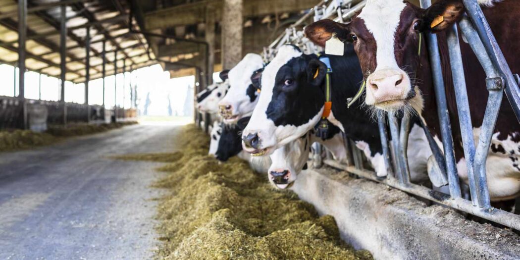 Essential Dairy Farm Equipment for Modern Farming Success - Imagup